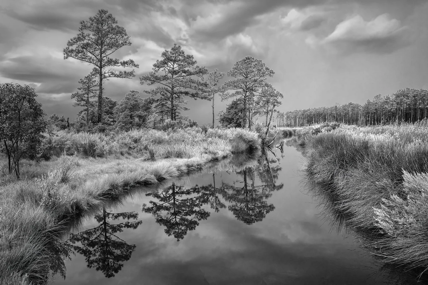 Cary Photographic Artists
