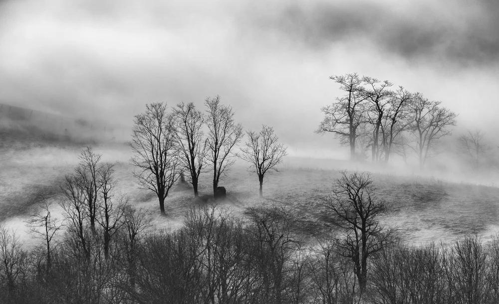 Cary Photographic Artists