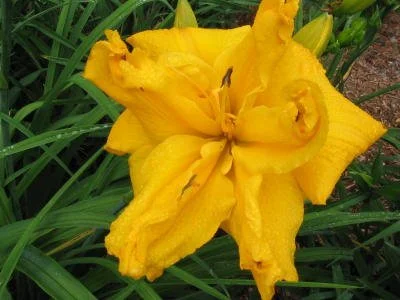 Store 2 — CT Daylily