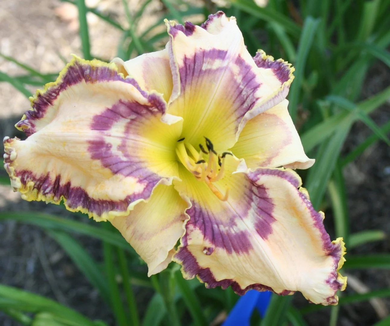 Store 2 — CT Daylily
