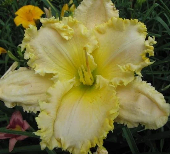 Store 2 — CT Daylily