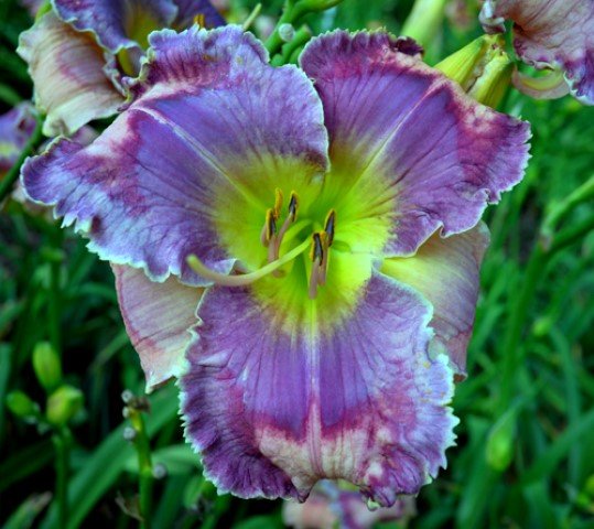 Ocean Lotus - Clump — CT Daylily