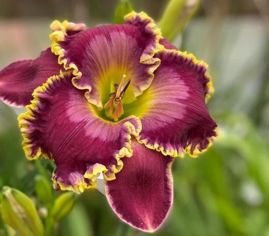 Robe Of Righteousness — CT Daylily