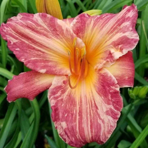 Tet Pink Stripes - SF — CT Daylily