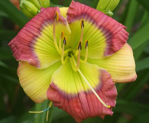 Store 2 — CT Daylily
