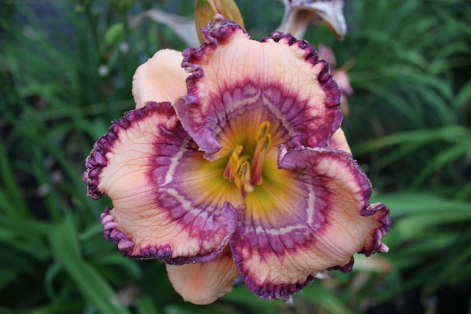 Store 2 — CT Daylily
