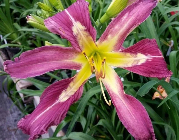 Store 2 — CT Daylily