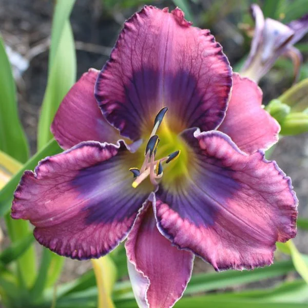 Store 2 — CT Daylily