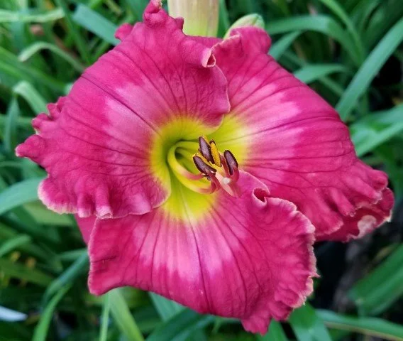 Store 2 — CT Daylily