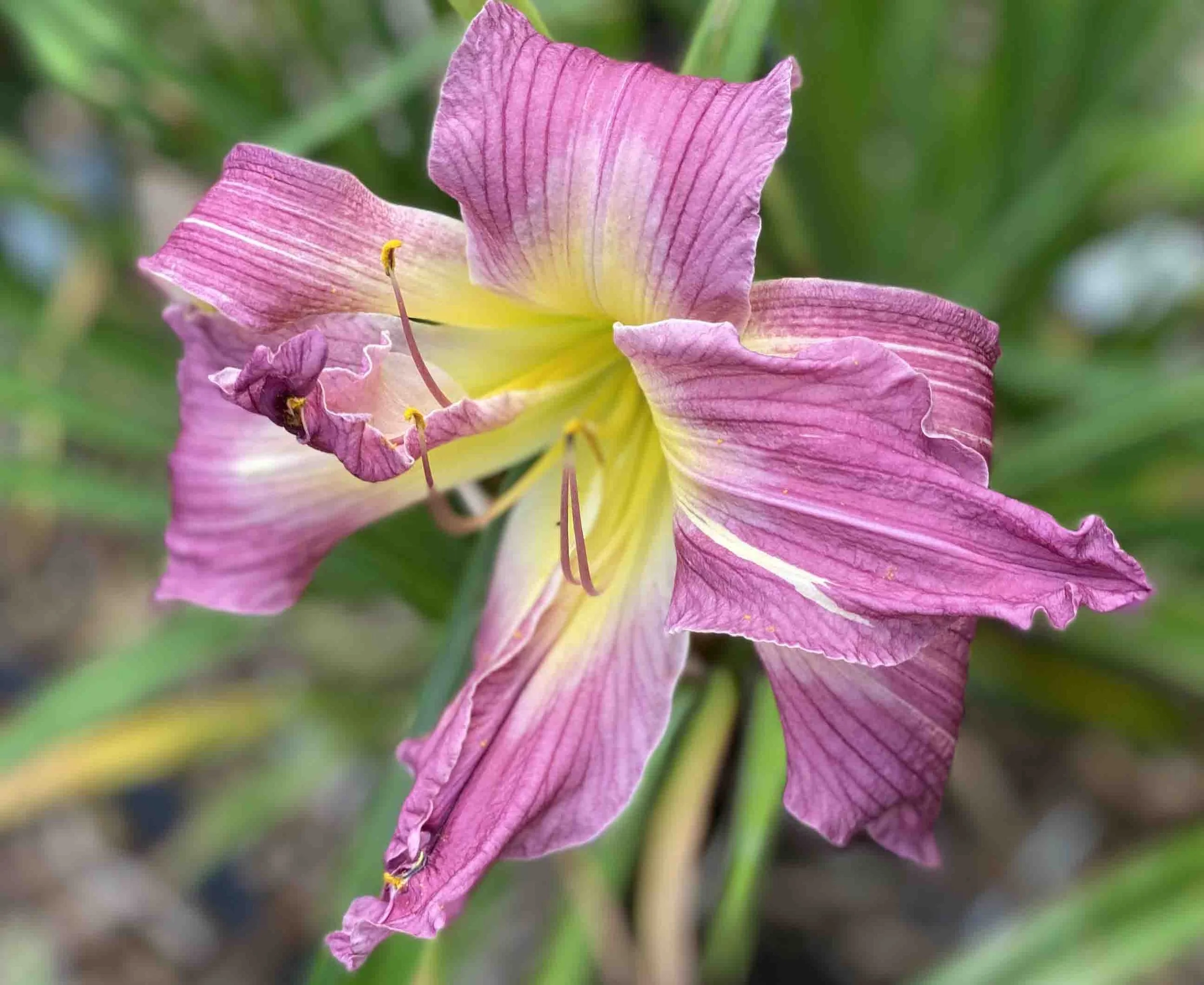 2023 Introductions — CT Daylily