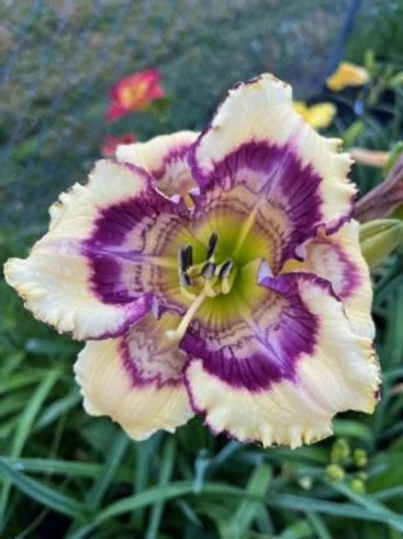 Painted Shadows — CT Daylily