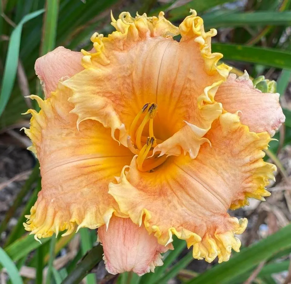 2023 Introductions — CT Daylily