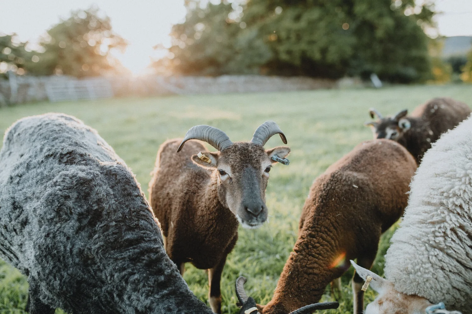 Keeping Soay Sheep — Gartur Stitch Farm