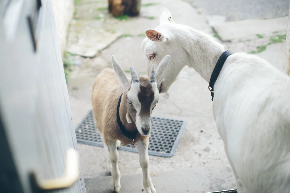 Goats and a Recipe for Soft Chevre — Gartur Stitch Farm