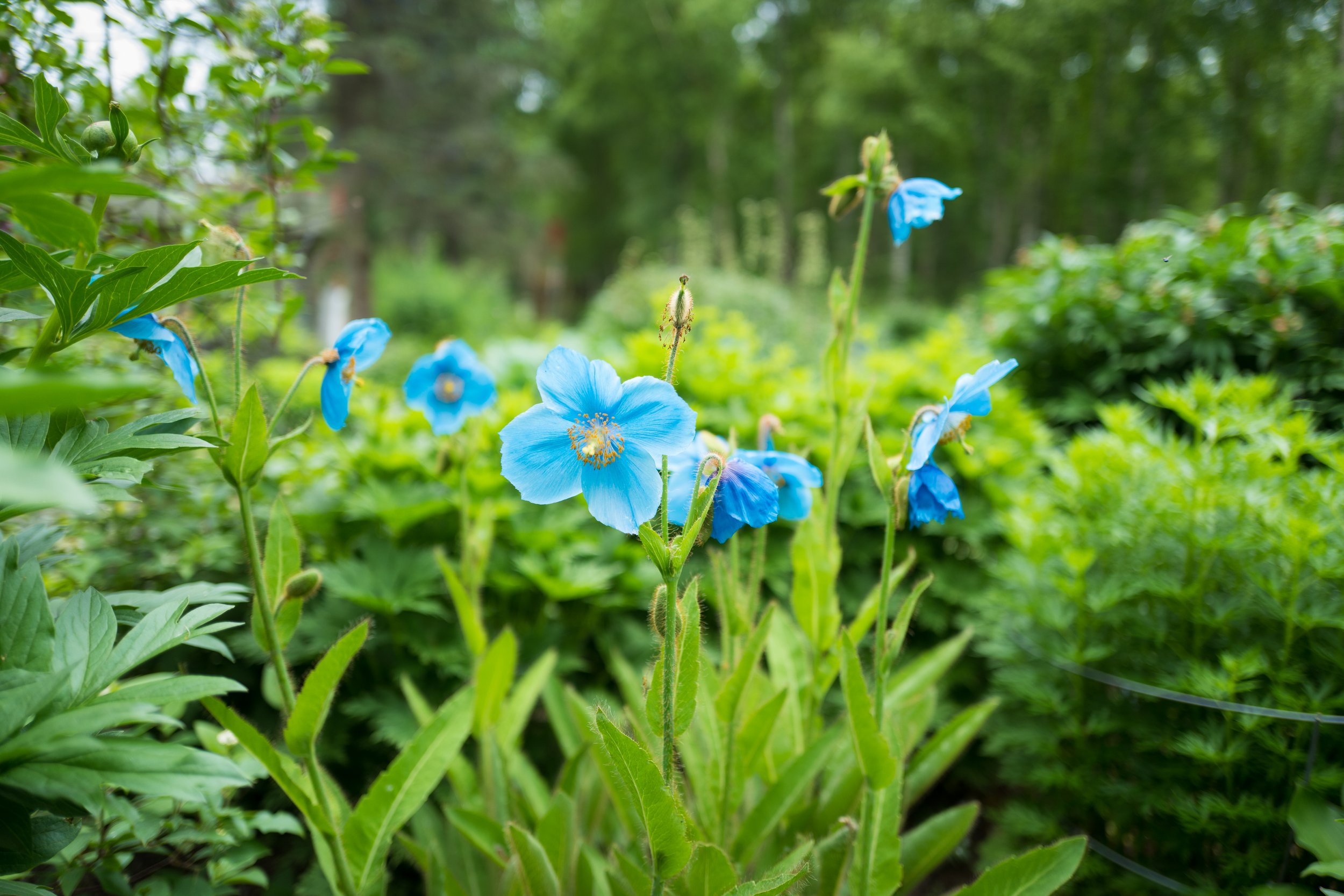Growing Blue Poppies — Alaska Botanical Garden