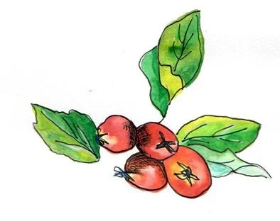 Crabapple Watercolor — Alaska Botanical Garden
