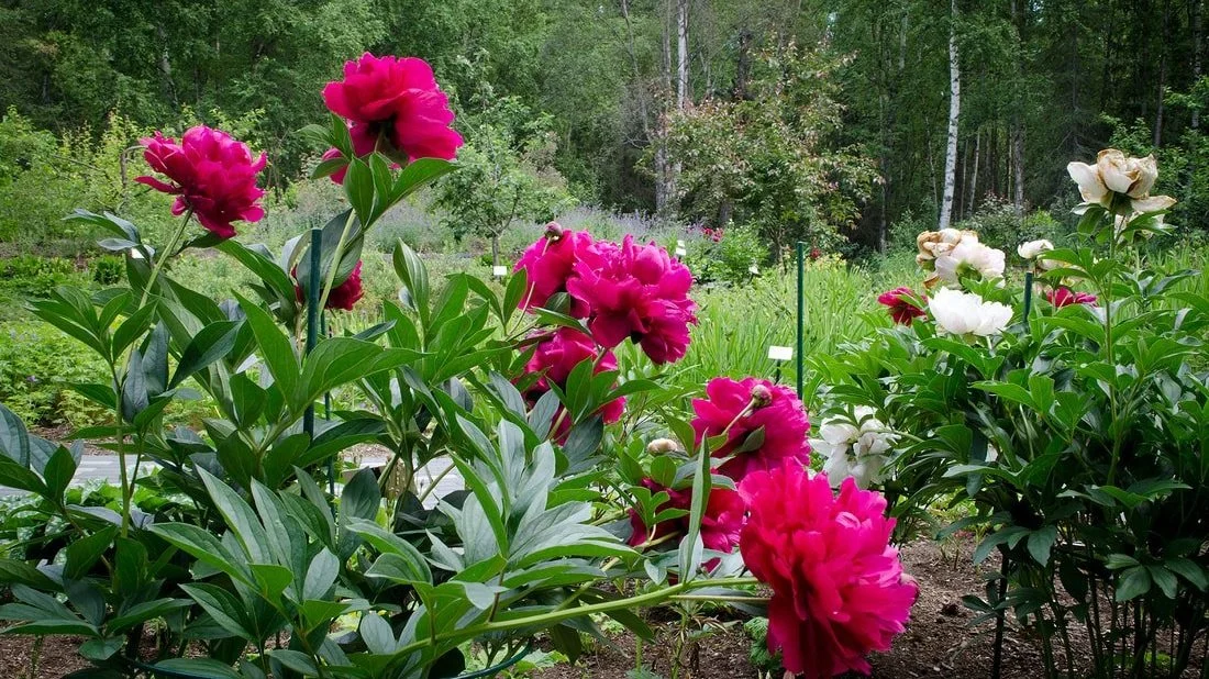 Gardens & Trails — Alaska Botanical Garden