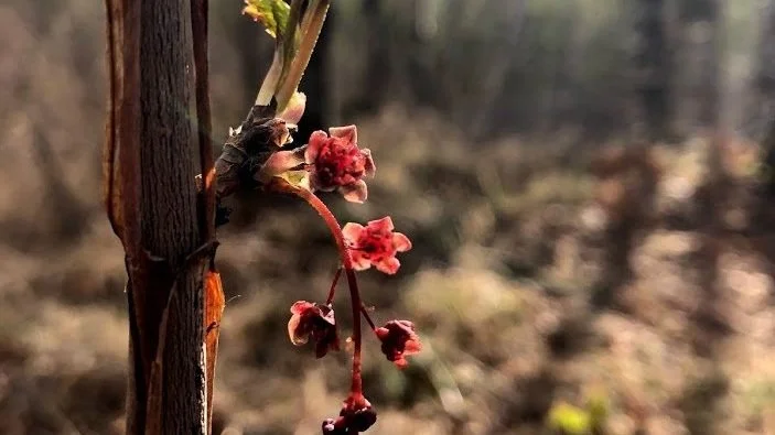Gardens & Trails — Alaska Botanical Garden