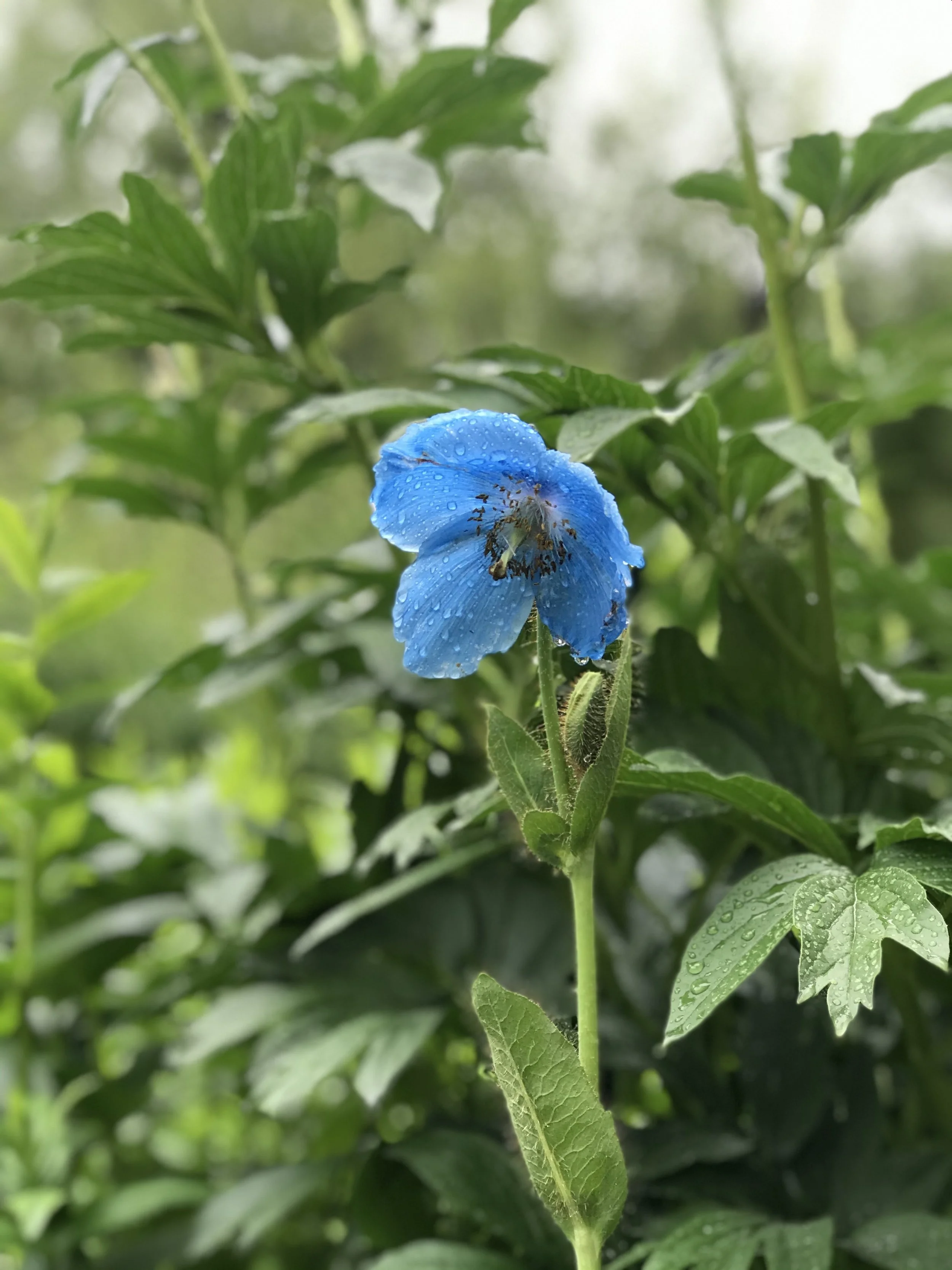 Growing Blue Poppies — Alaska Botanical Garden