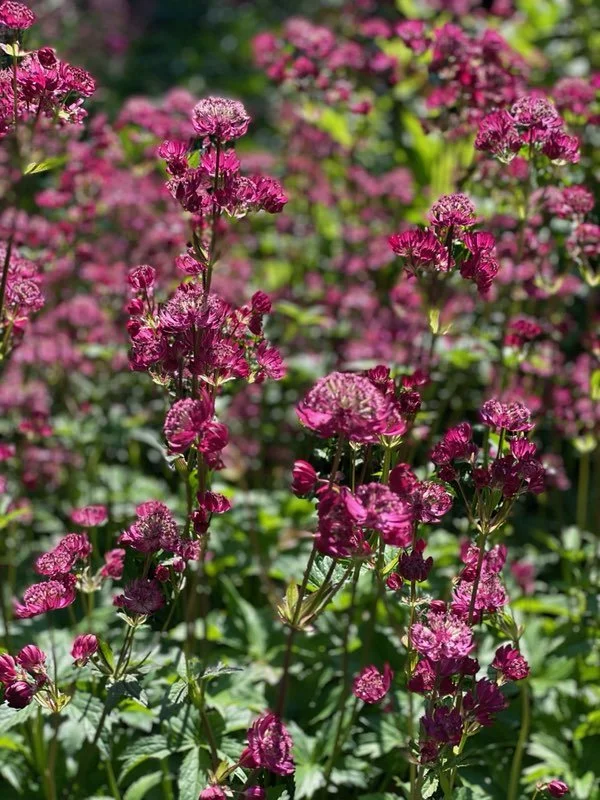 What’s Blooming? — Alaska Botanical Garden