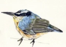 Red-Breasted Nuthatch — Alaska Botanical Garden