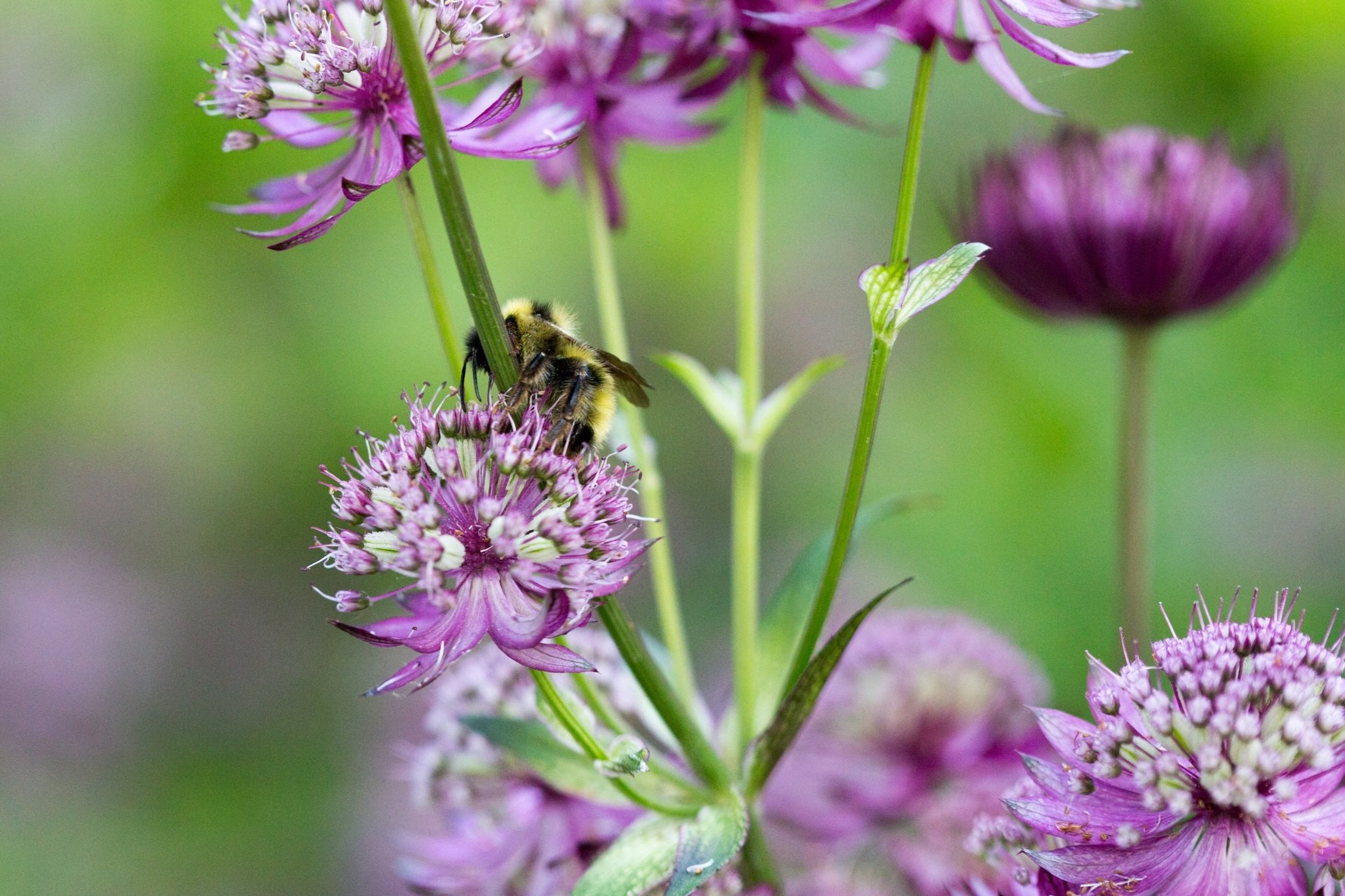 Alaska Botanical Garden