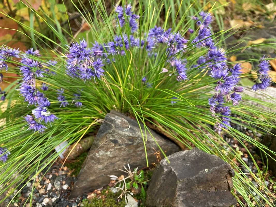 What’s Blooming? — Alaska Botanical Garden