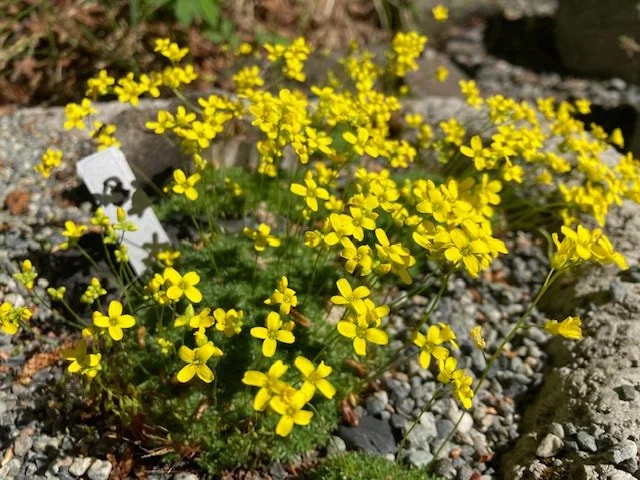 What’s Blooming? — Alaska Botanical Garden