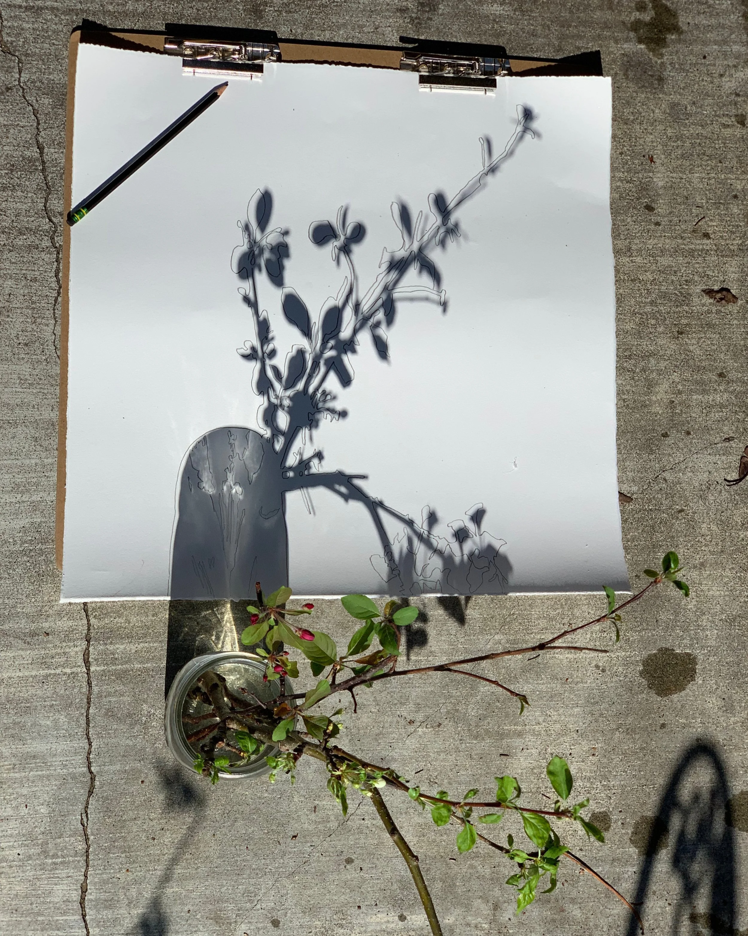 Branch Bloom Drawing — Alaska Botanical Garden