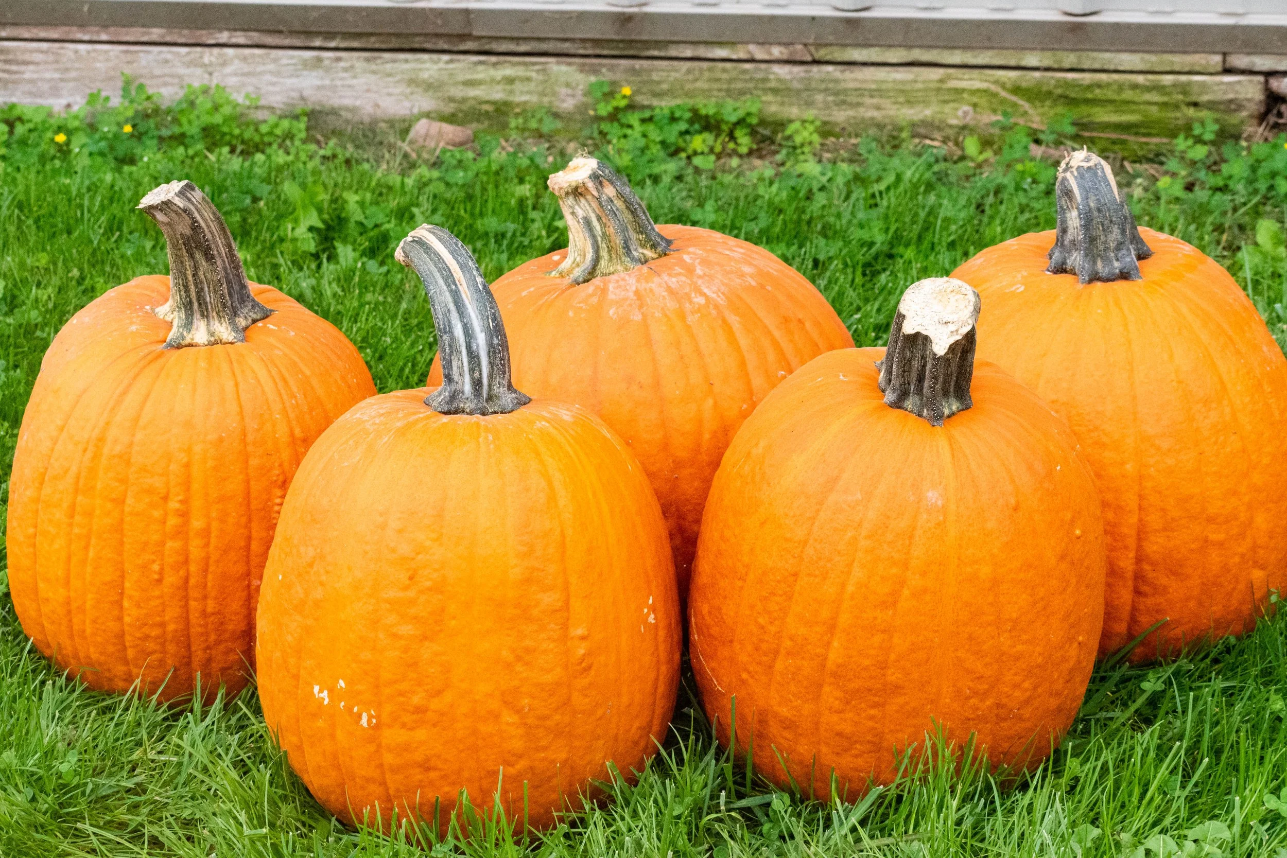 Halloween Pumpkins — Hybrid Seed Company Ltd.