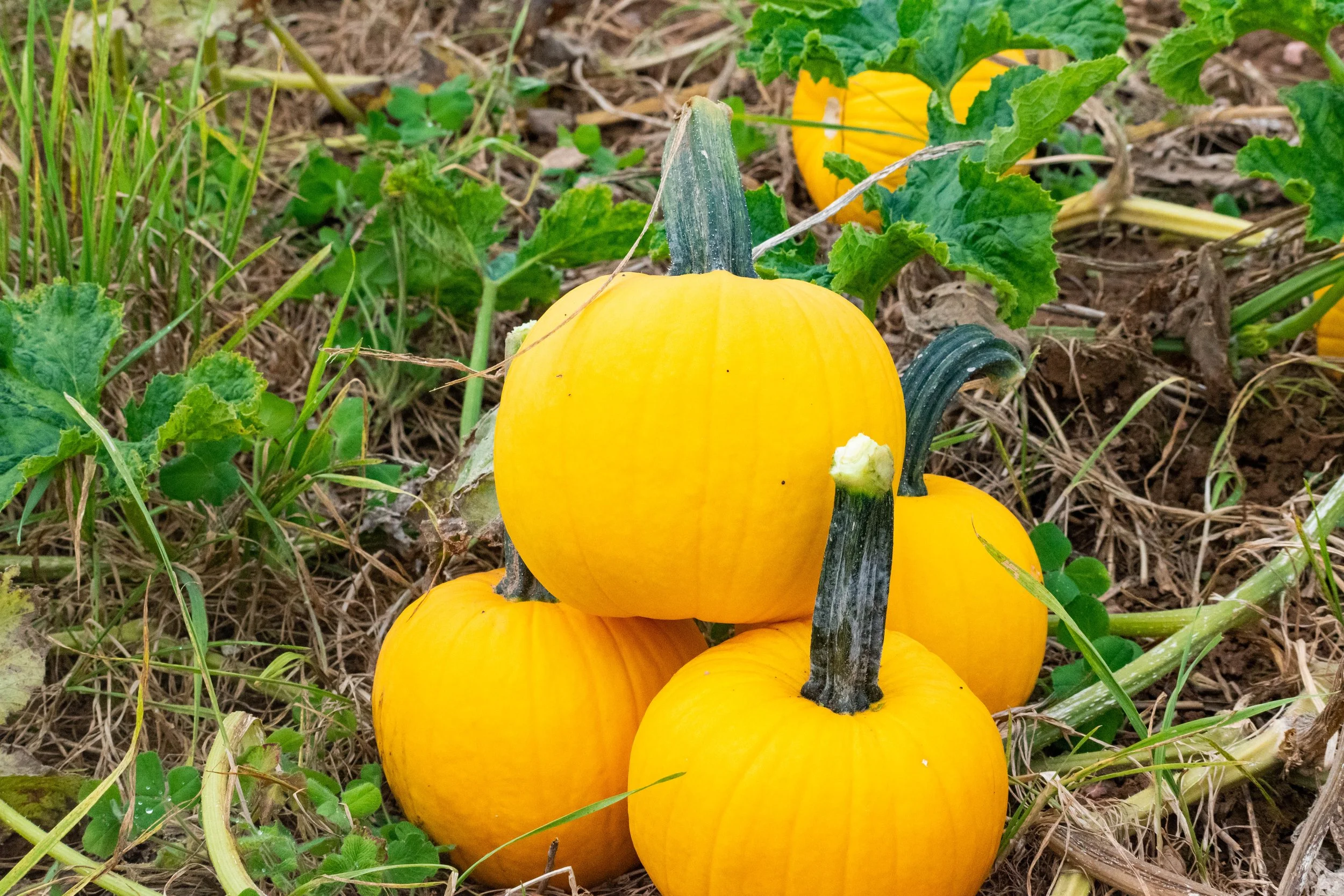 Southern Pumpkins — Hybrid Seed Company Ltd.
