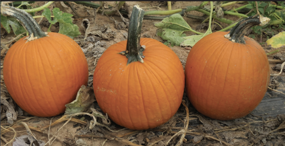 Halloween Pumpkins — Hybrid Seed Company Ltd.