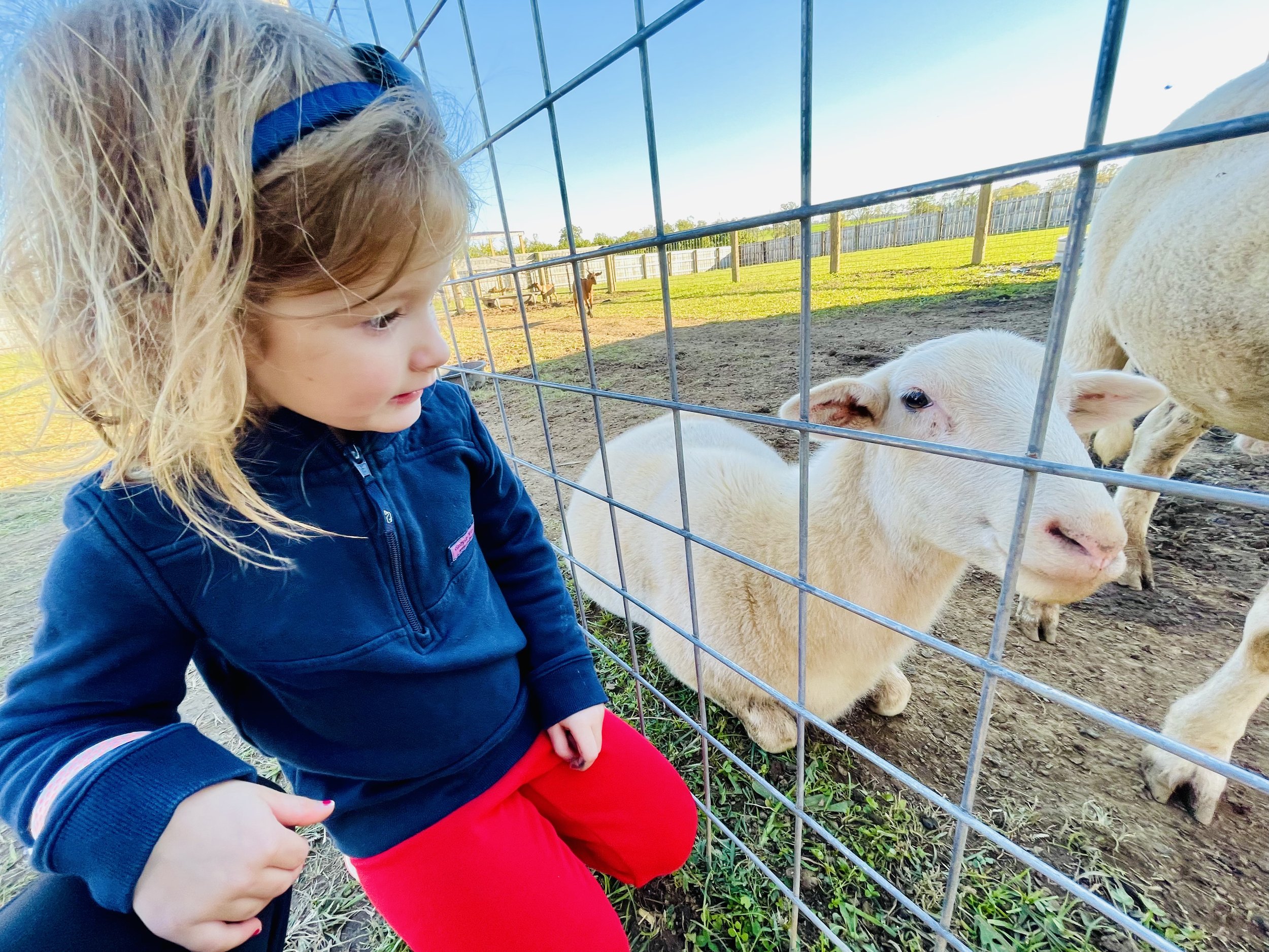 Pumpkin Patches to Visit this October around Lexington | Your City ...