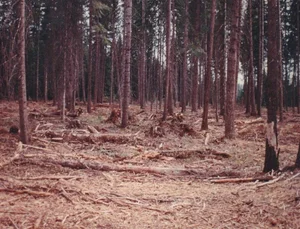 Forestry Management - Global Forest Resources