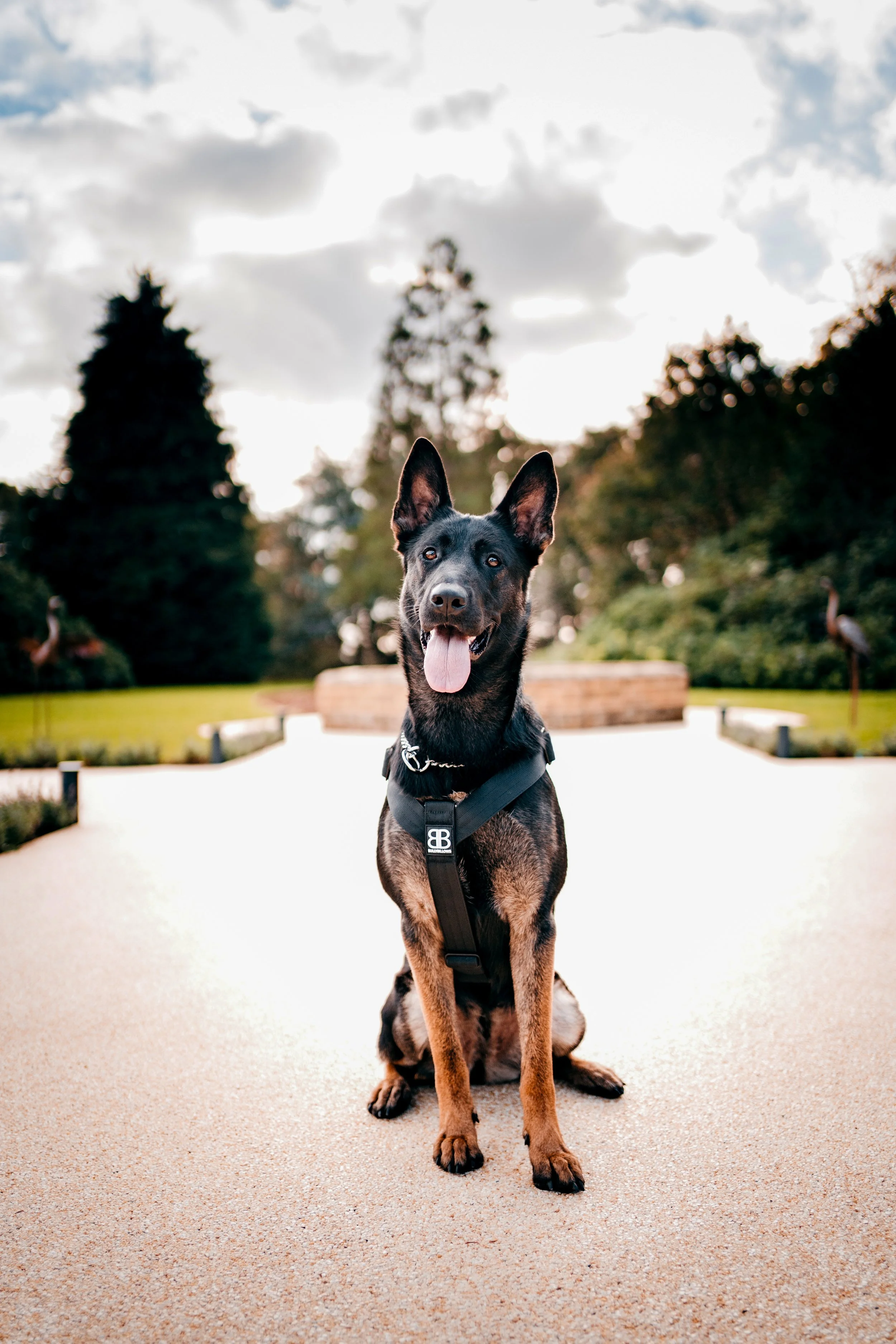 What Do Personal Protection Dogs Do