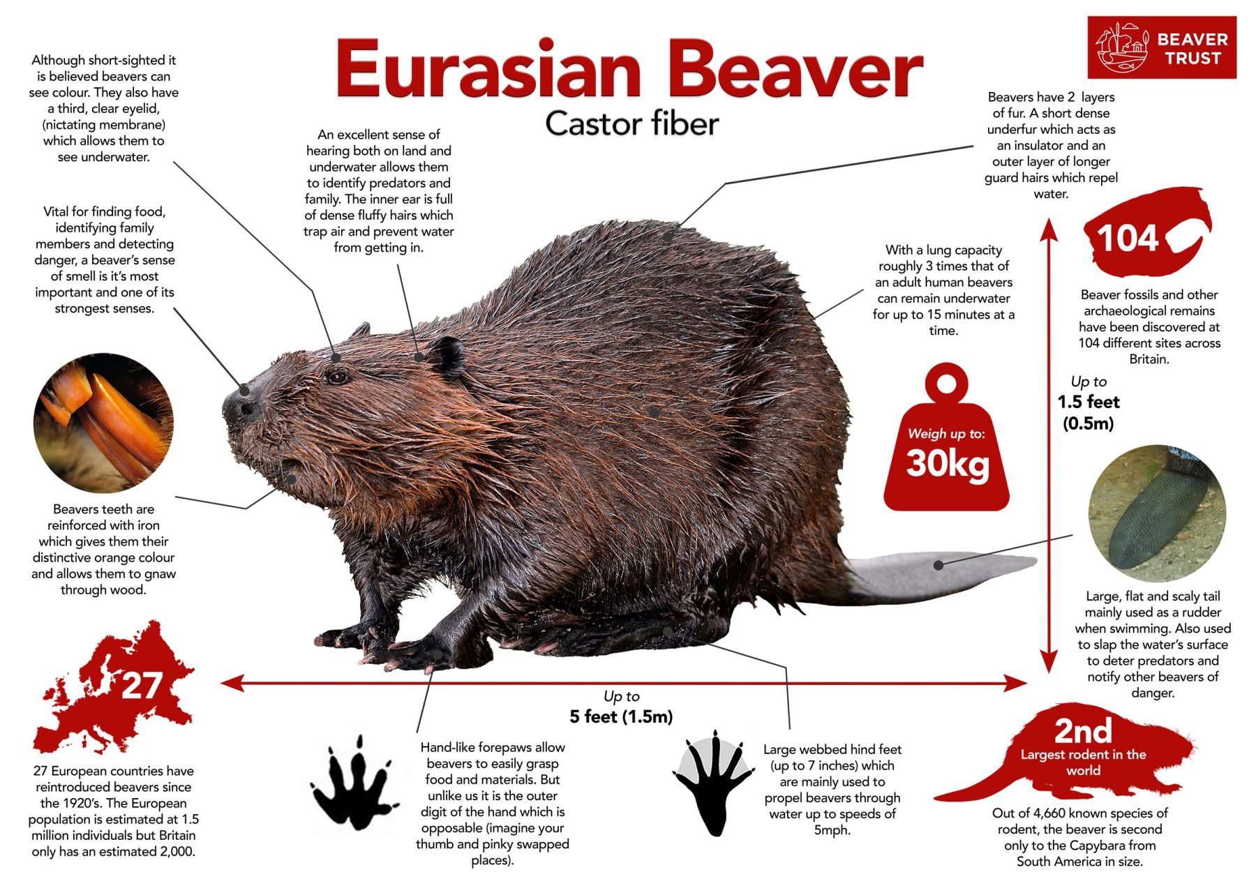 International Beaver Day — Conker Nature