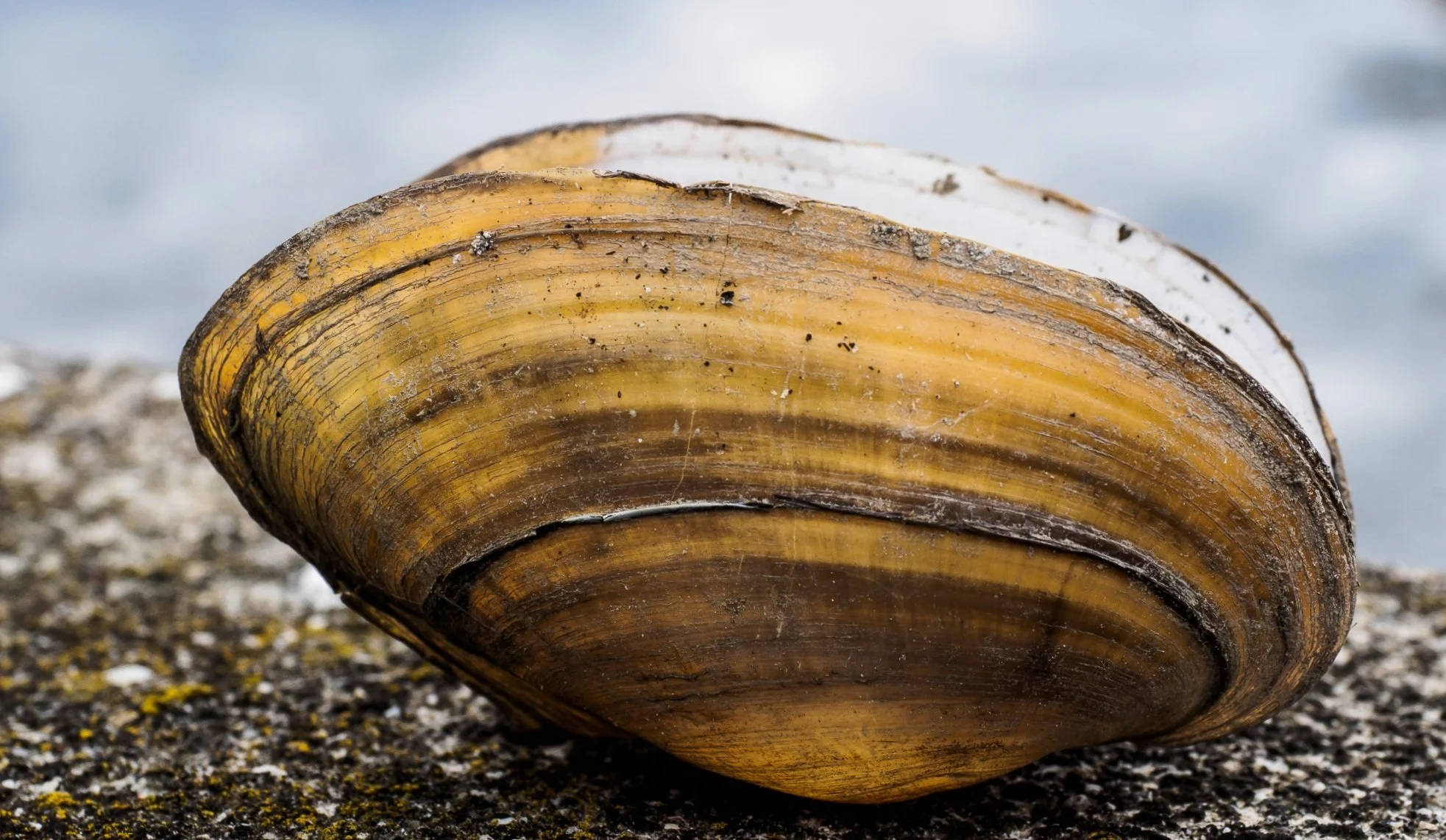 Native mussel numbers down almost 95% since 1960s, Thames survey finds ...