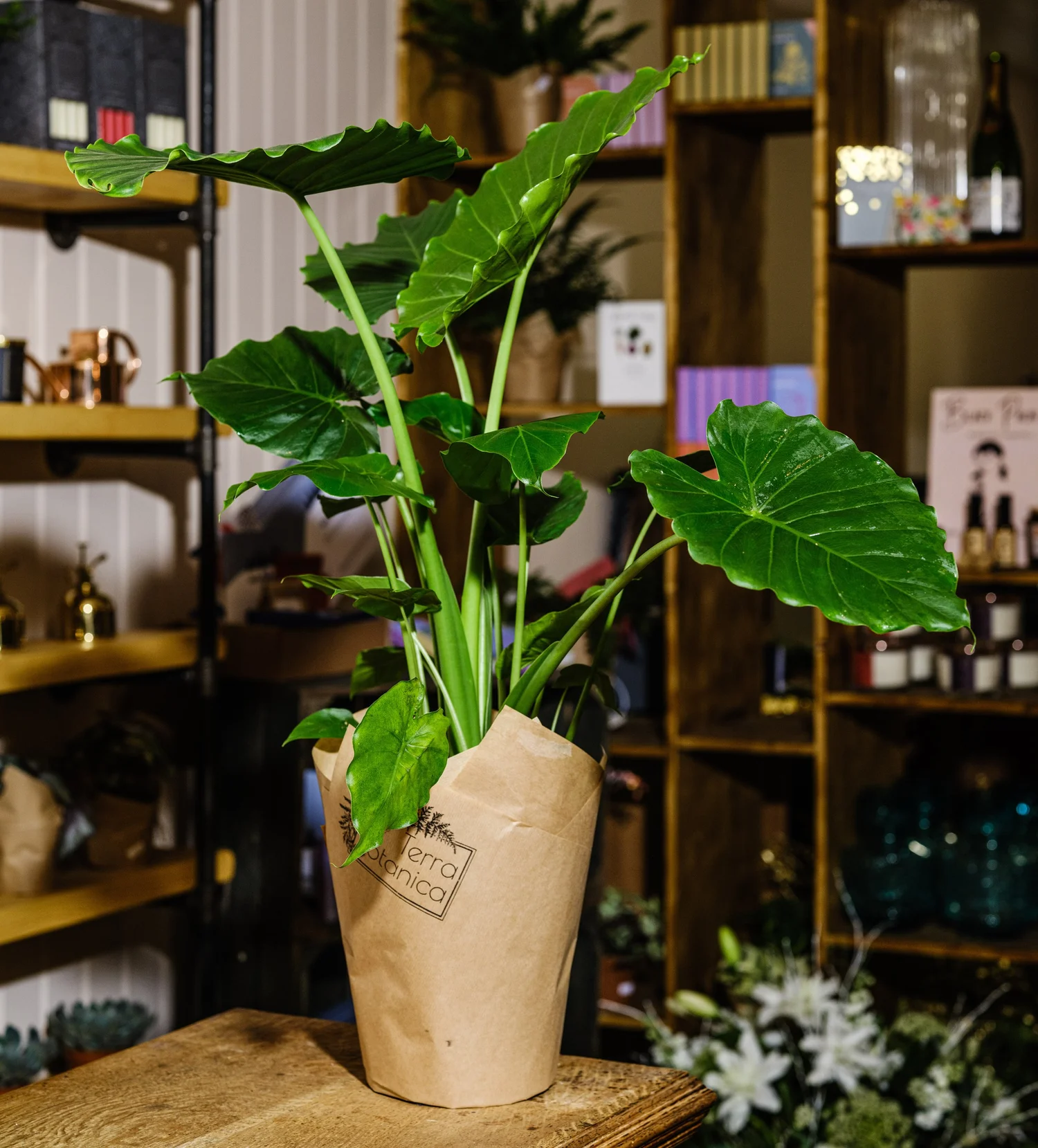 Terra Botanica | Plant Shop and Florist Perth UK