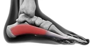 The Big Toe Muscle You Should Know — Lindsay Mercier