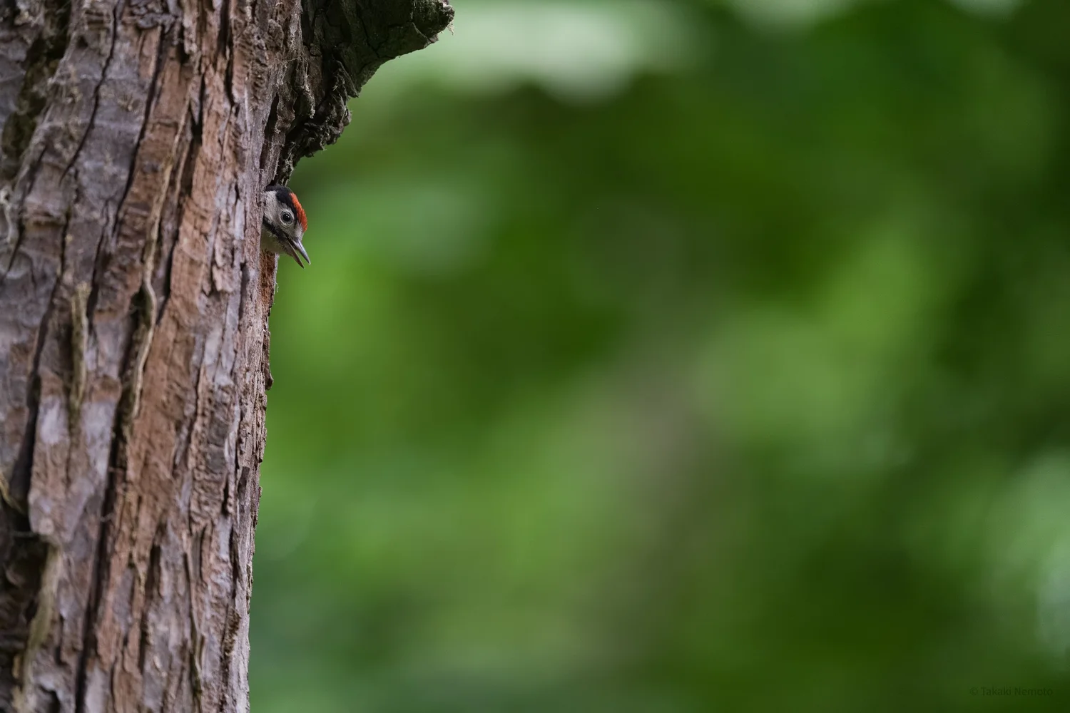 A Photographer’s Wildlife Blog — Nature Needs No Logo | Saving Nature ...