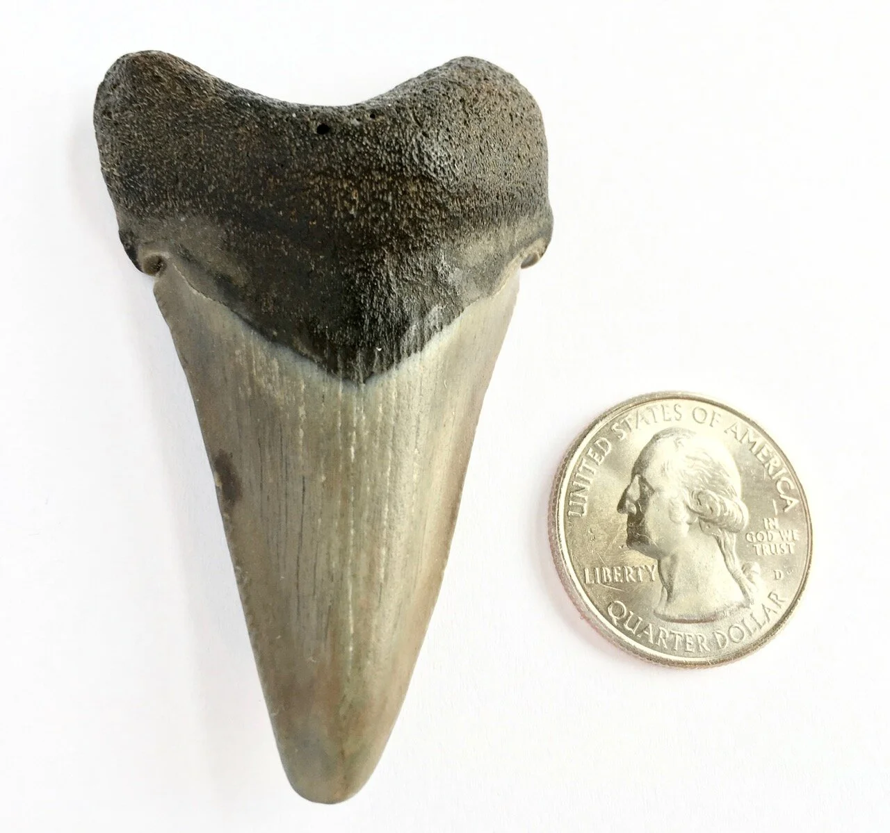 The Best Ways to Find Shark Teeth at the Beach — Christopher Laney
