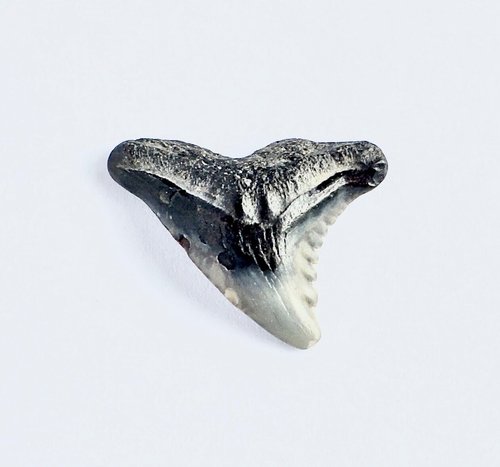 The Best Ways to Find Shark Teeth at the Beach — Christopher Laney