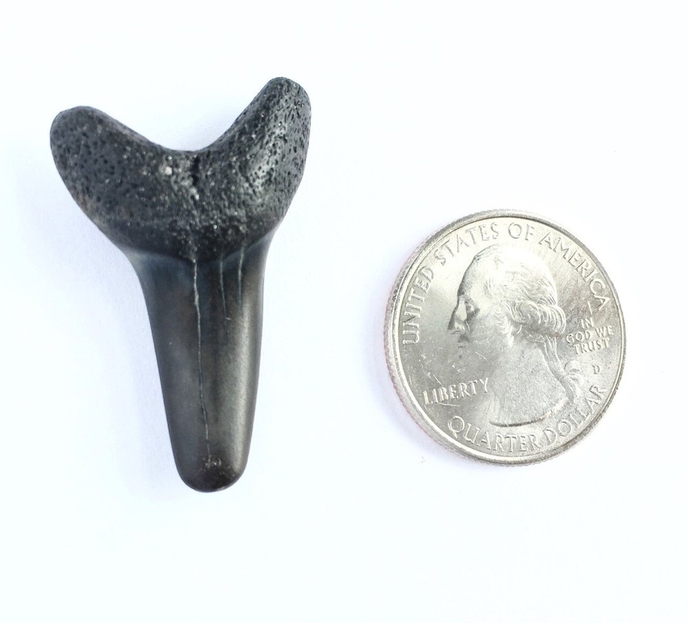 The Best Ways to Find Shark Teeth at the Beach — Christopher Laney