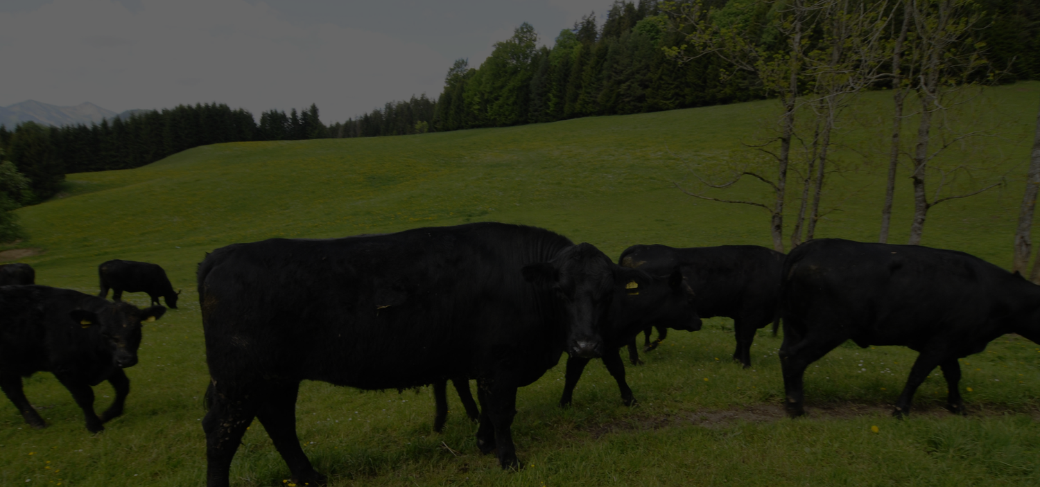 Better Beef and Better Steaks — Prime-88 Steakhouse: Fine Steaks and Wine