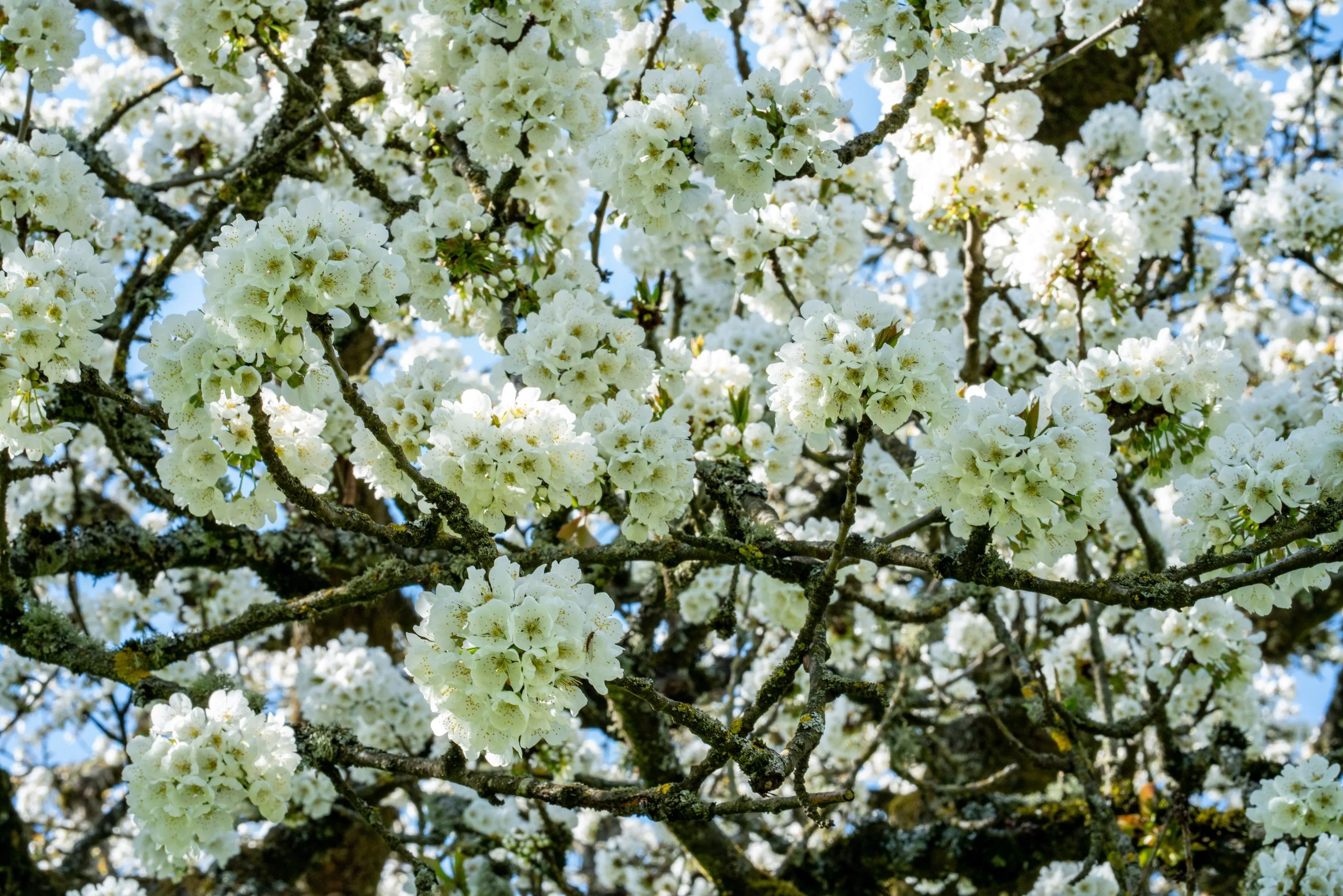 Top 4 Budget-Friendly Wedding Venues in Eugene-Springfield — Kat ...