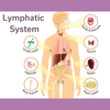 Surgical Recovery Revolutionized: The Role of Lymphatic Care — Manual ...