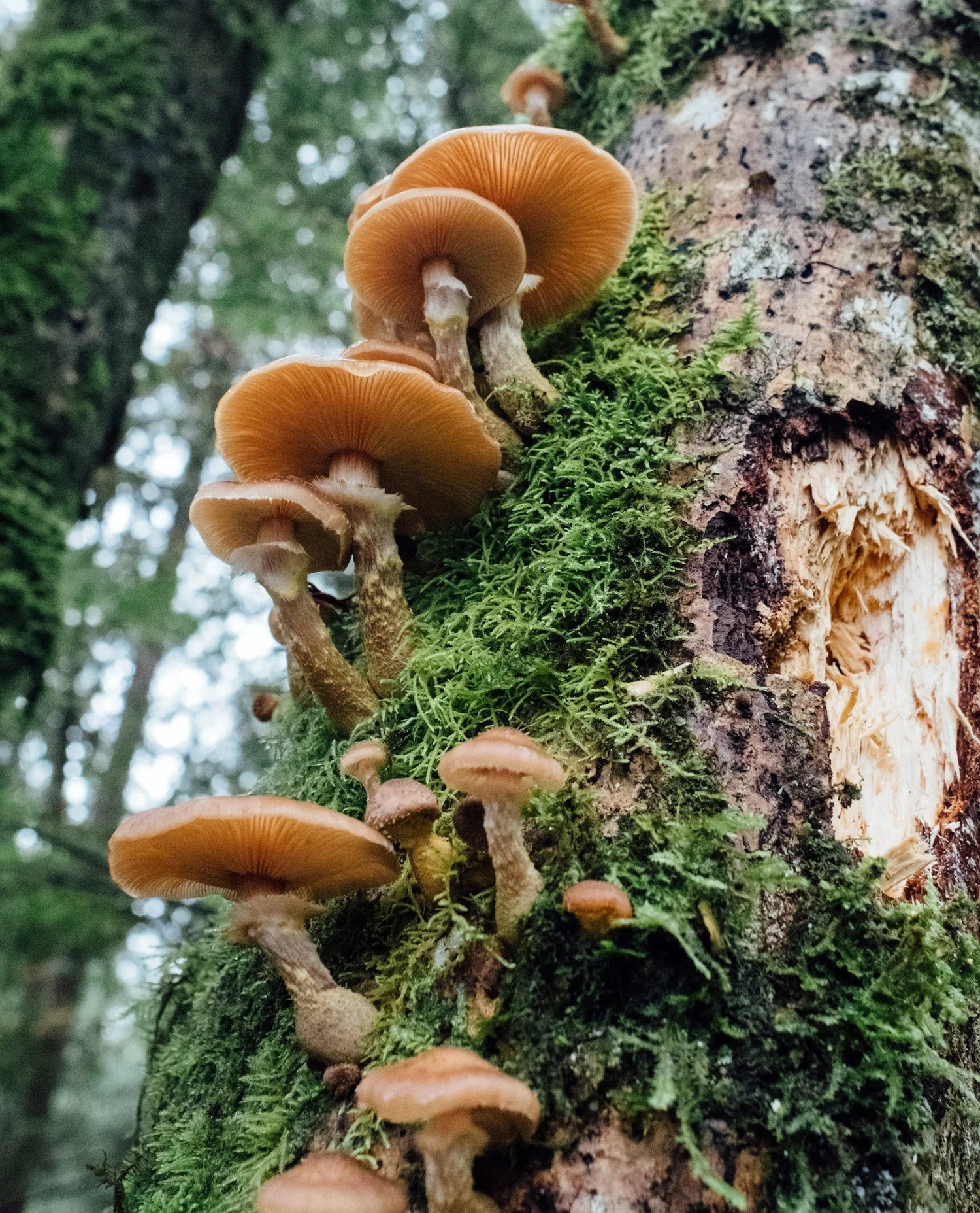 Mushroom Foraging — Outdoor Recreation Council of BC