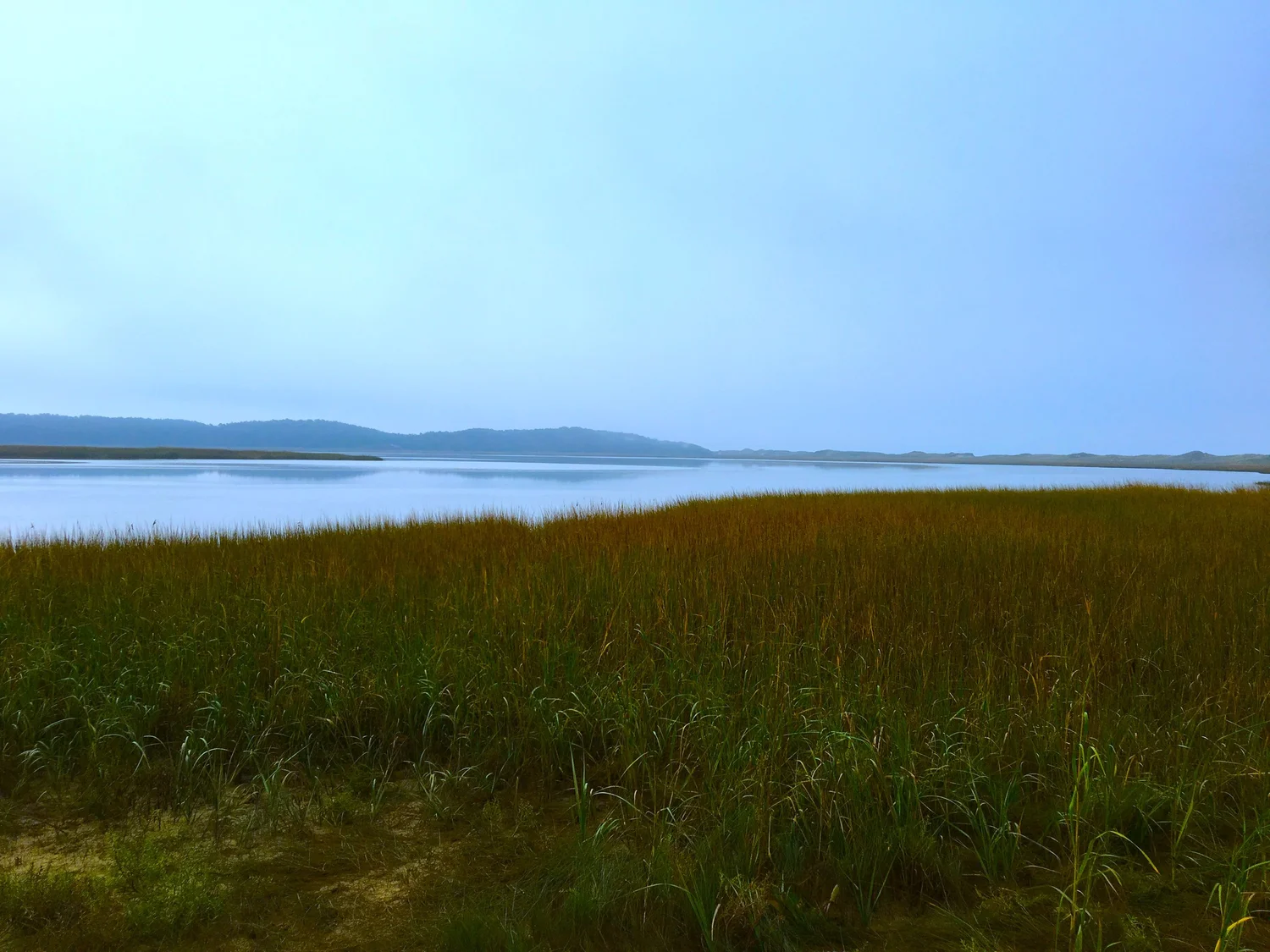Tidal Salt Marsh Case Study — TerraCarbon
