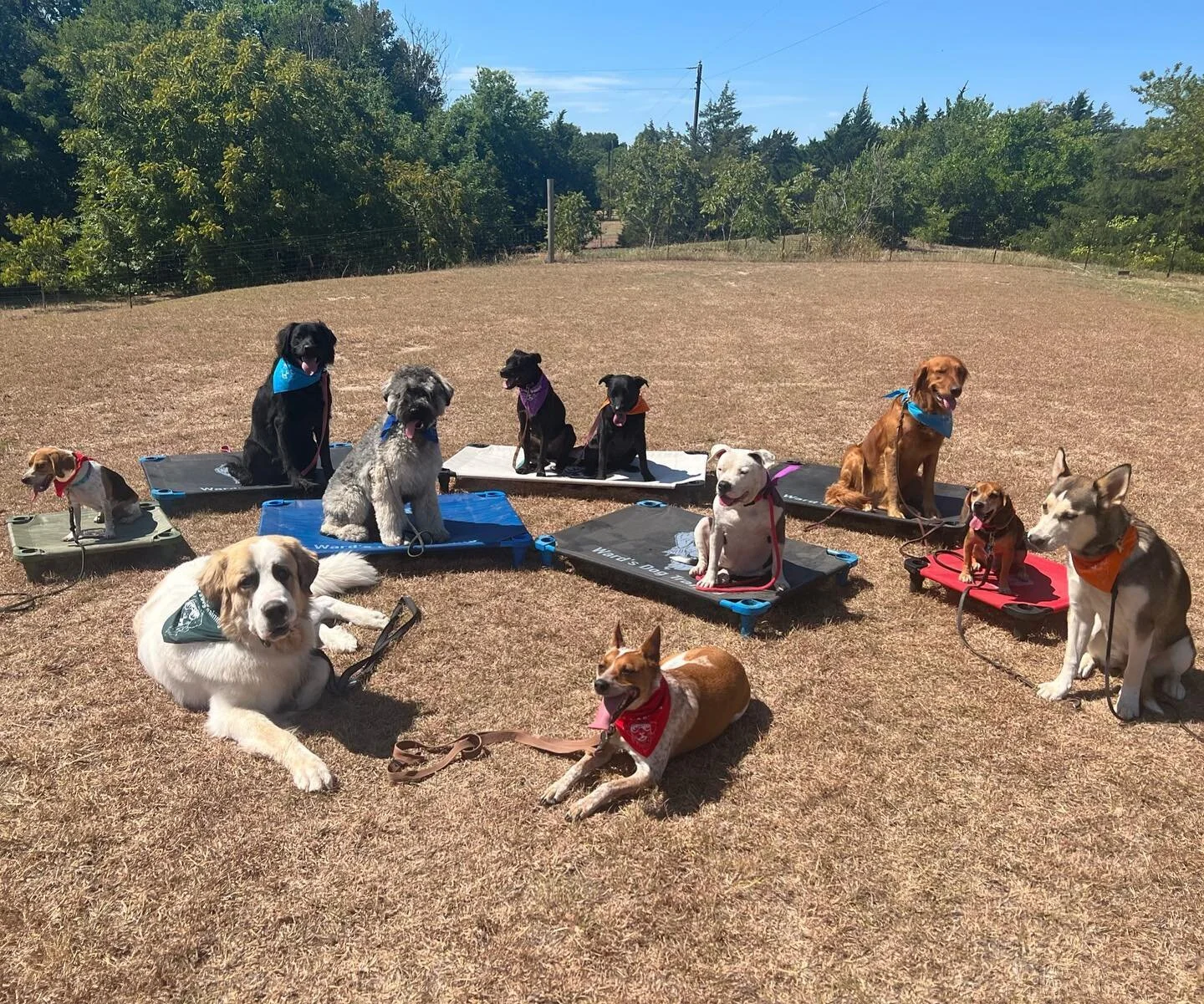 Ward's Dog Training, LLC