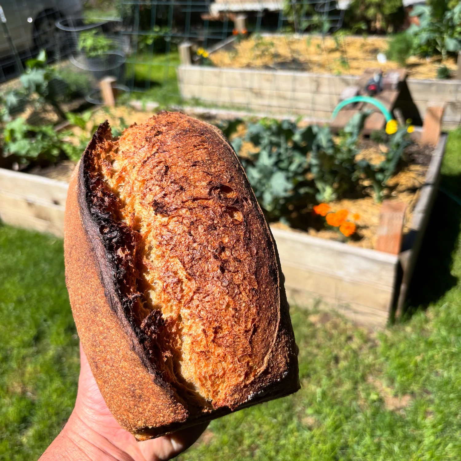 Shop — VIVA ULTRA BREAD